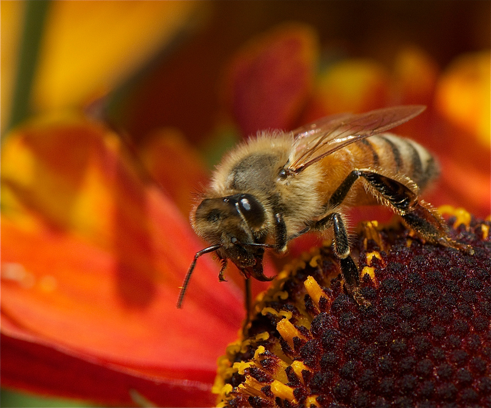 To Bee or Not to Bee: Social Dynamics, Productivity, and Stress ...